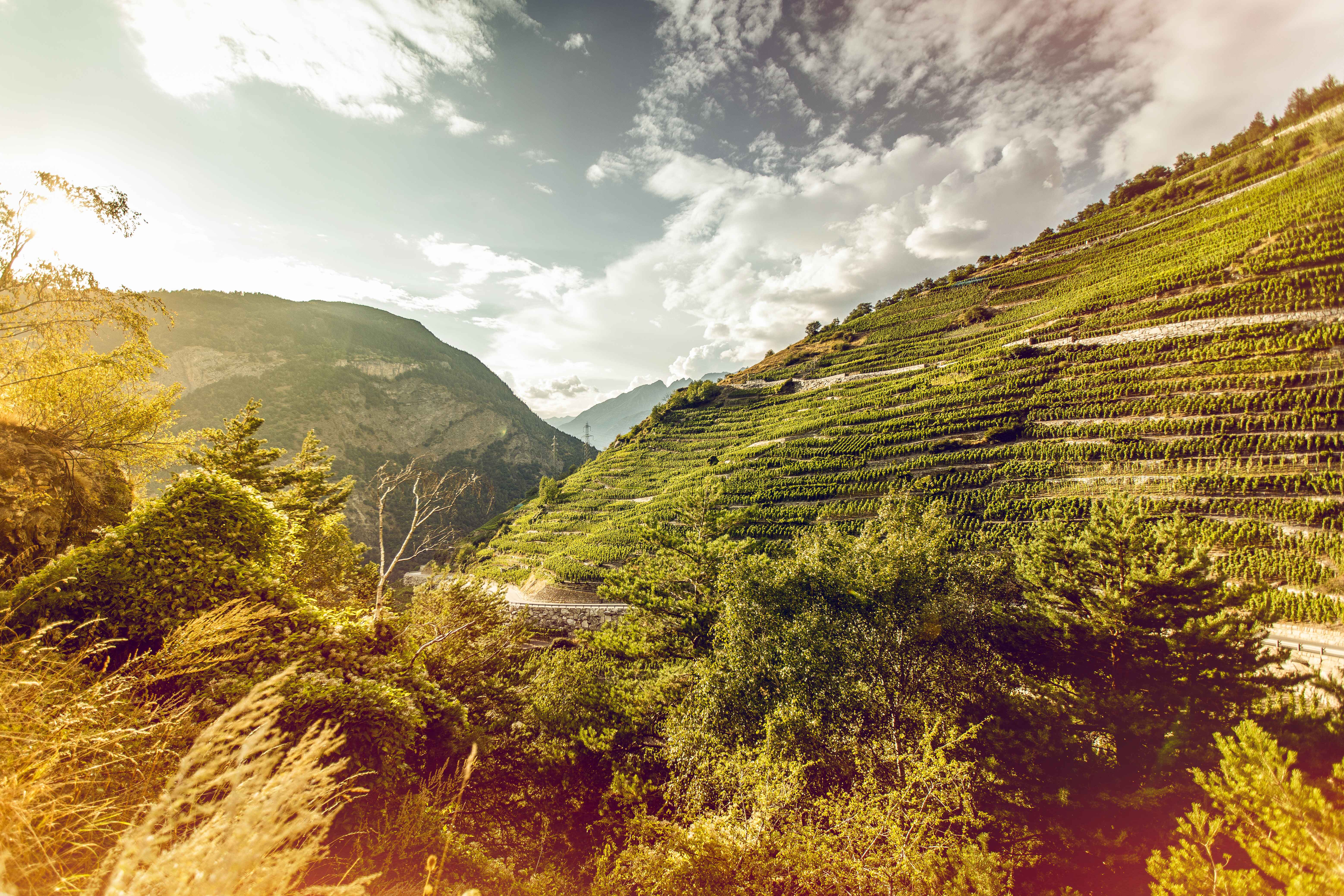 Visperterminen - Europe’s highest vineyard | Valais Switzerland