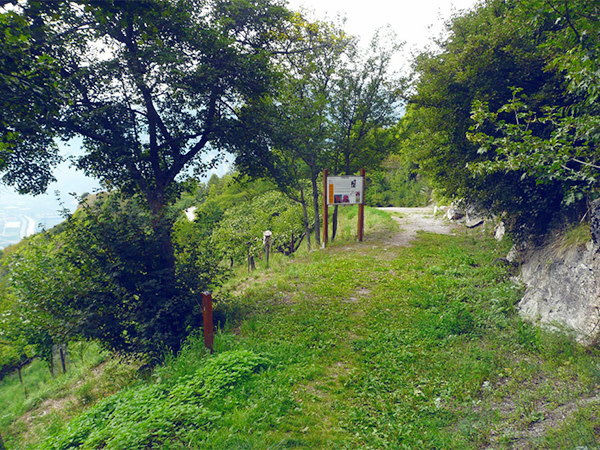 Maple Tree Trail | Valais Switzerland