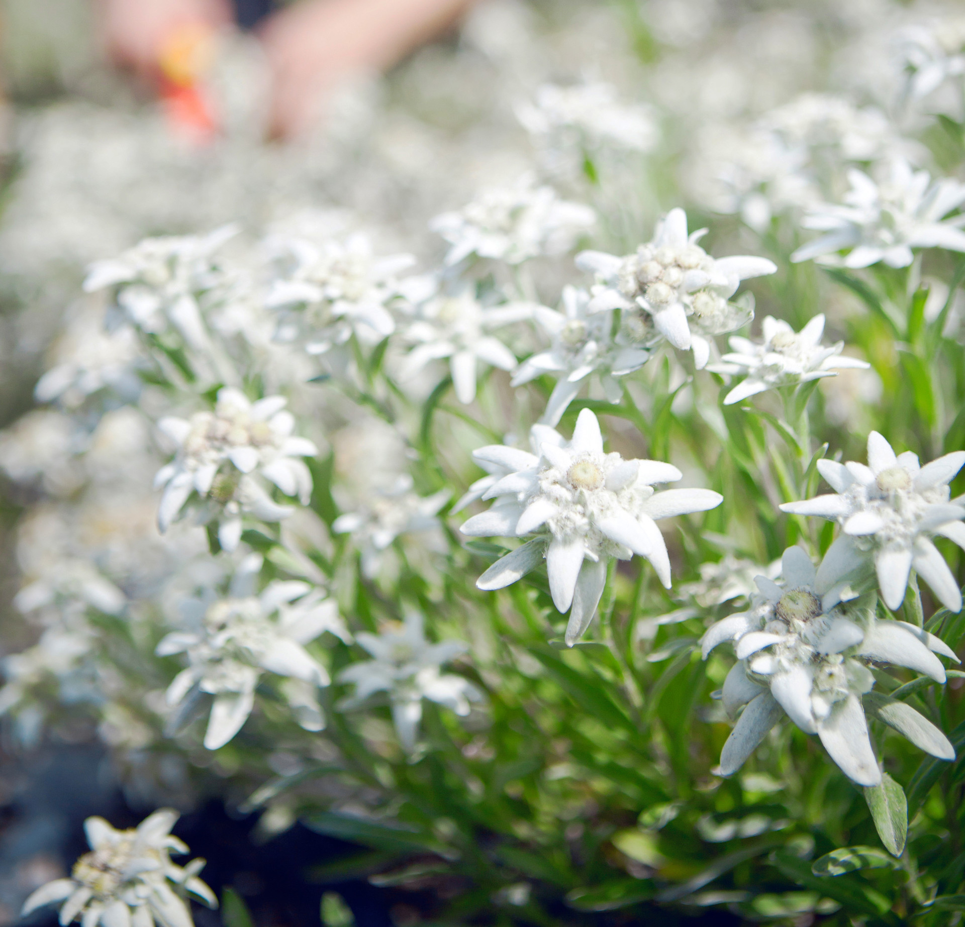 The power of Alpine herbs | Valais Switzerland