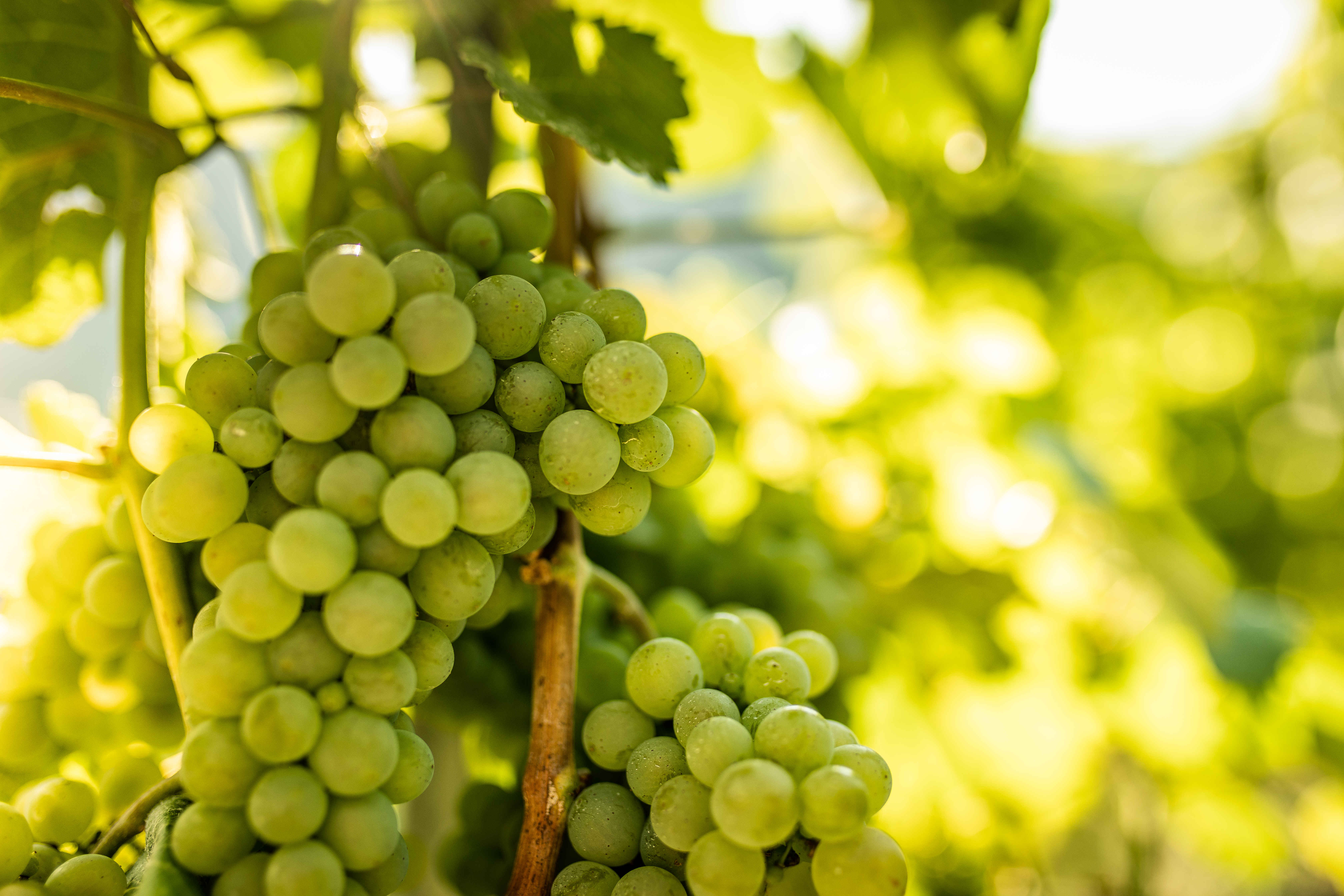 Wein | Wallis Schweiz