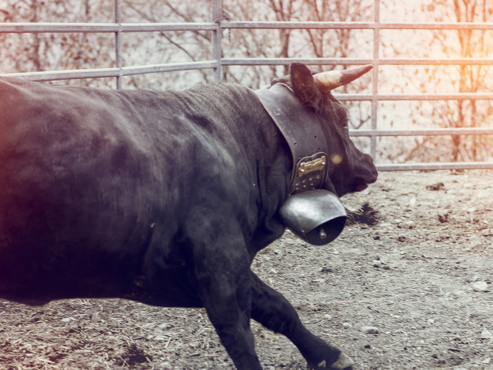 Kämpferin und Ikone: die Eringer Kuh | Wallis Schweiz