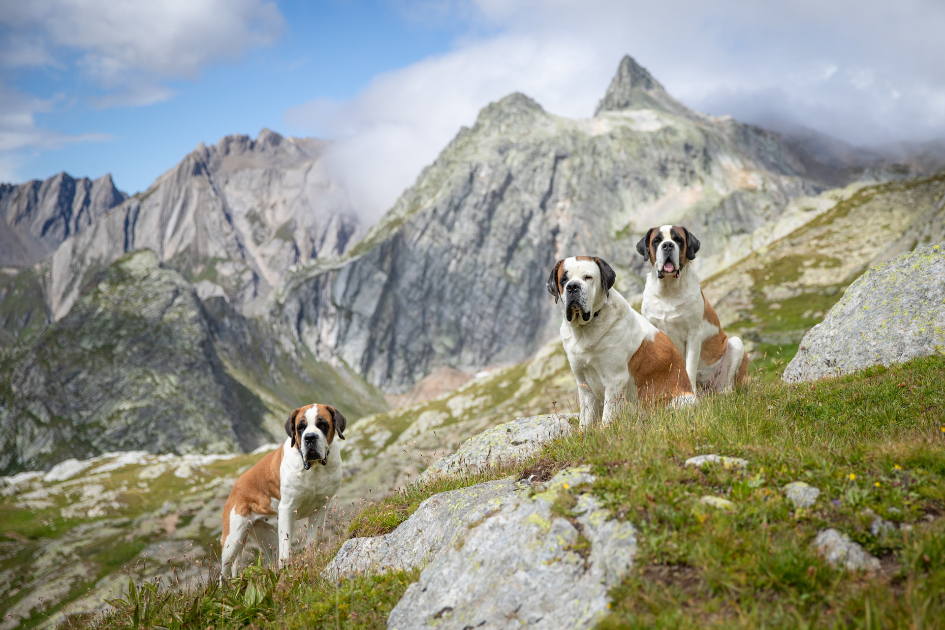Barryland | Wallis Schweiz