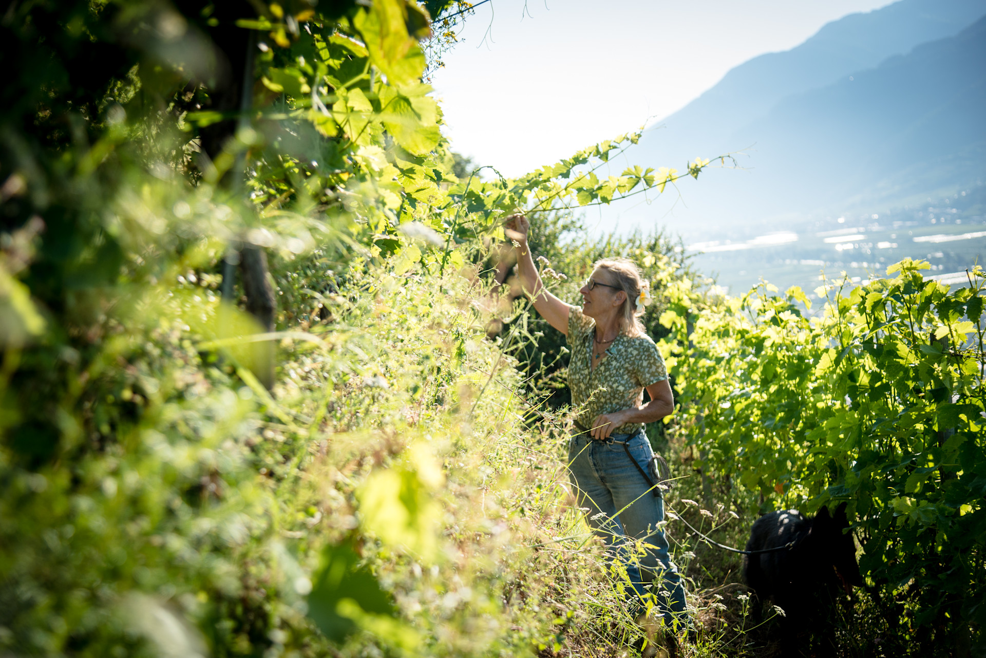 Wine | Valais Switzerland