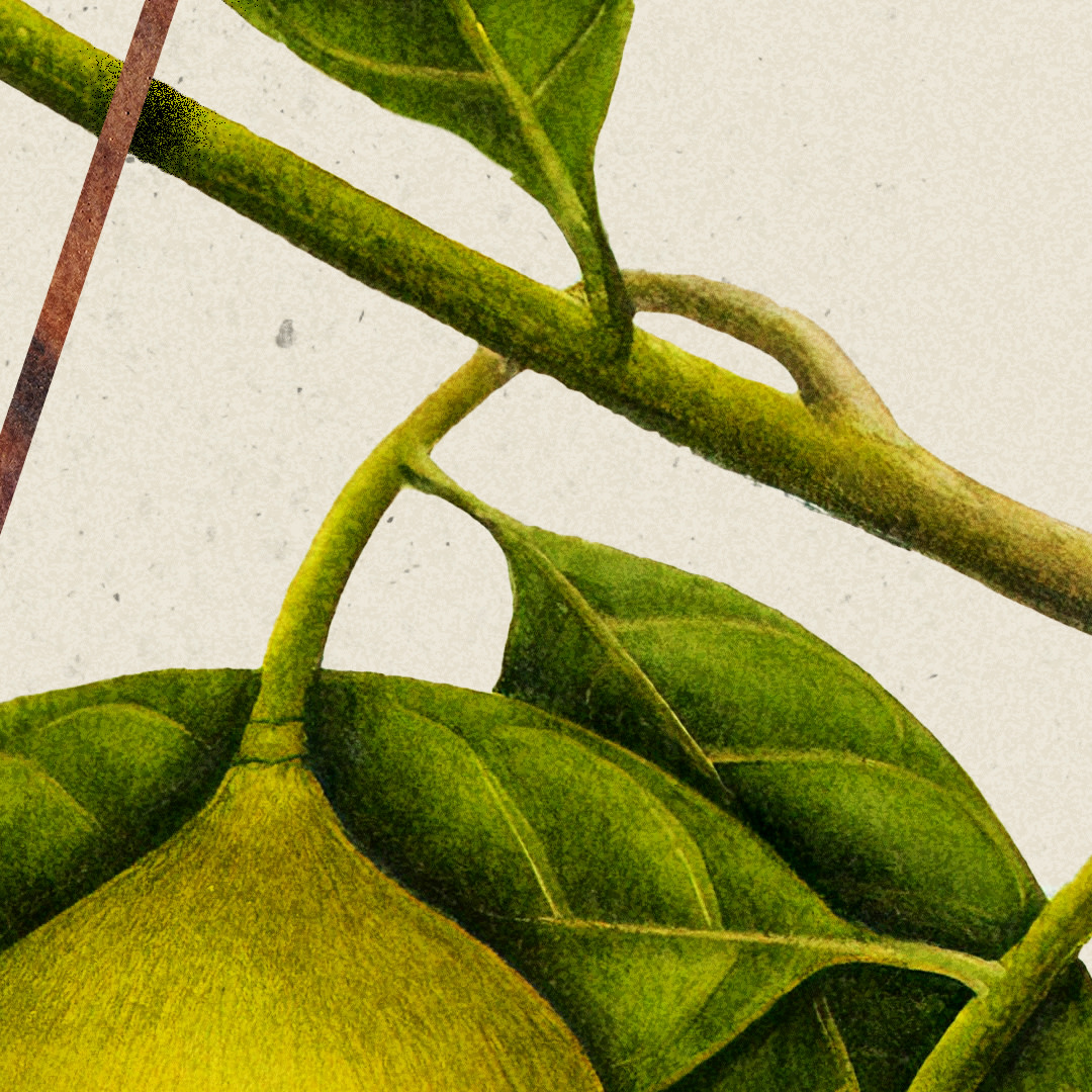 The Fruit of Patience