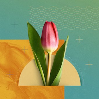 TULIP and Reformed Theology: An Introduction