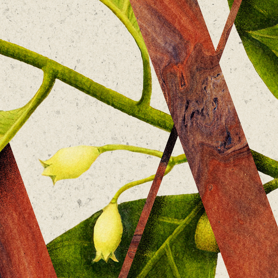 Wisdom and Foolishness by Harry Reeder