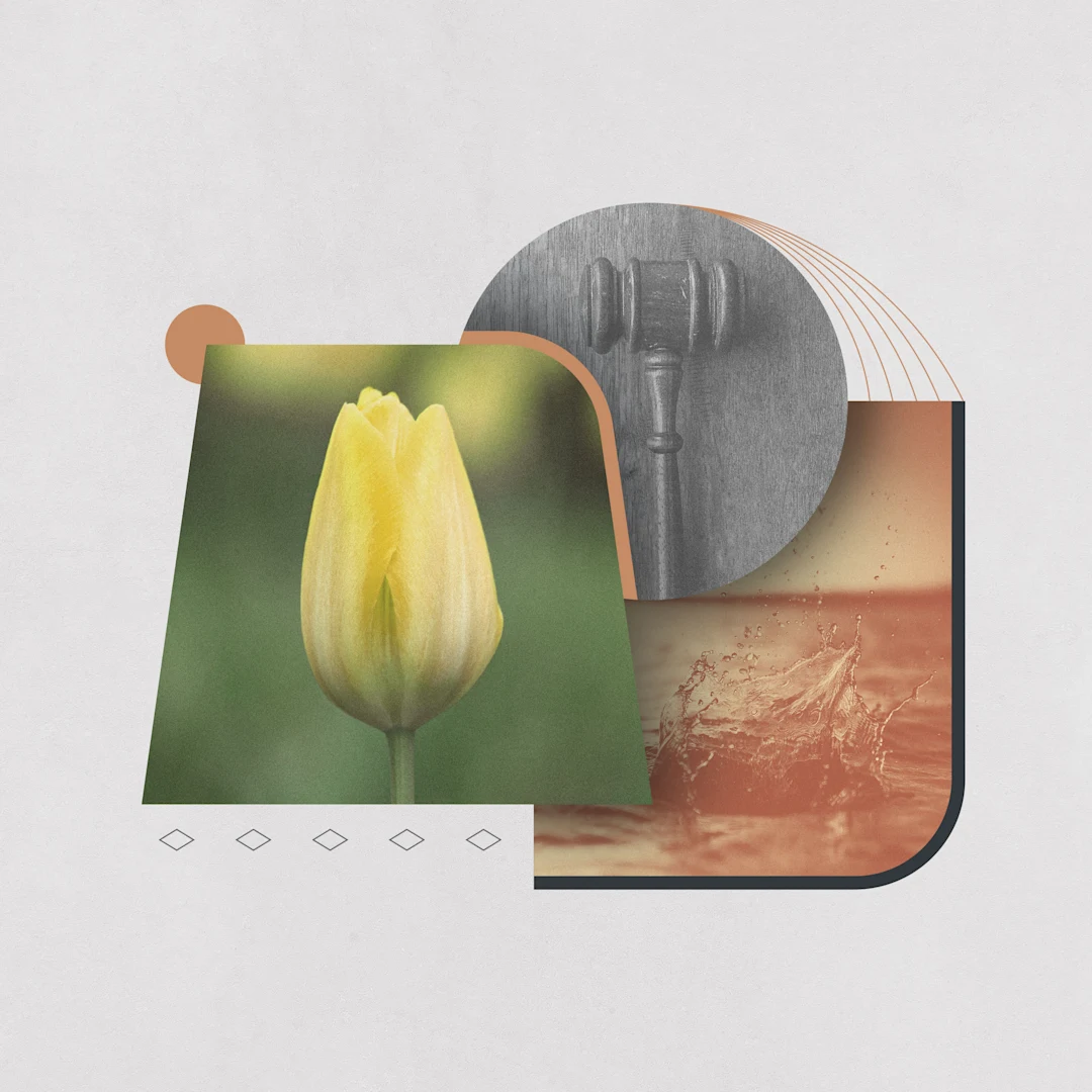 TULIP and Reformed Theology: An Introduction