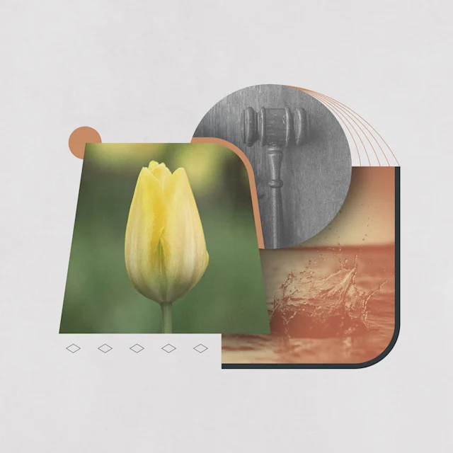 TULIP and Reformed Theology: An Introduction