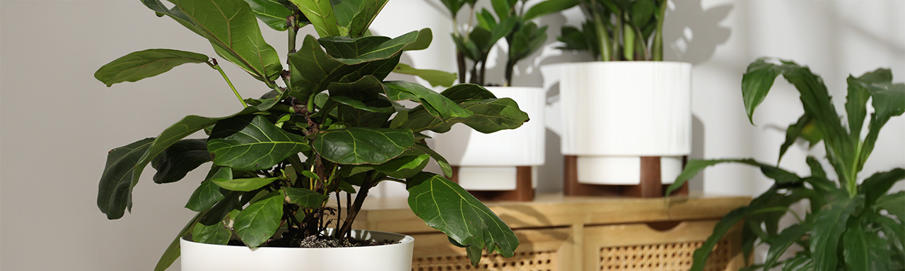 Easy House Plants For A Scandinavian Interior | Morrisons