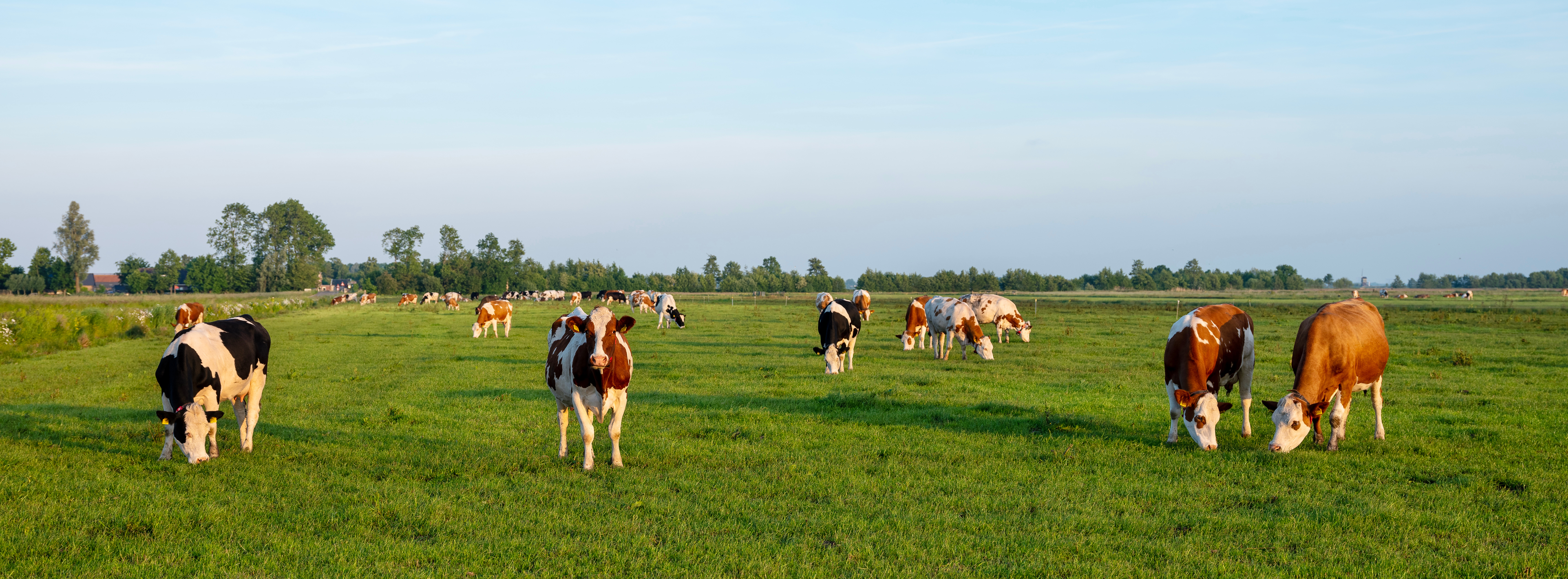 Meet Our British Farmers | Morrisons