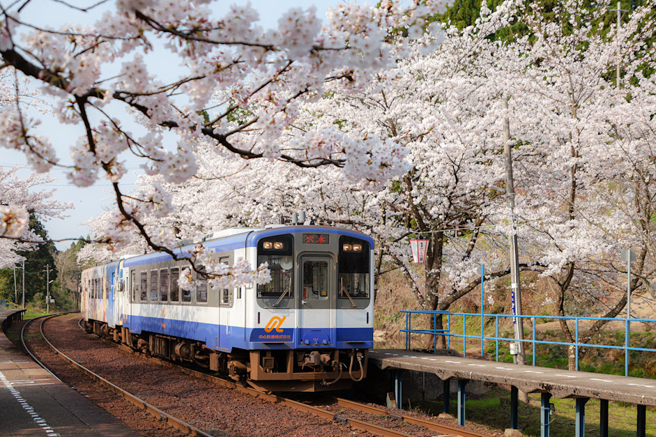 Noto-Kashima Station Cherry Blossoms | Ishikawa Travel