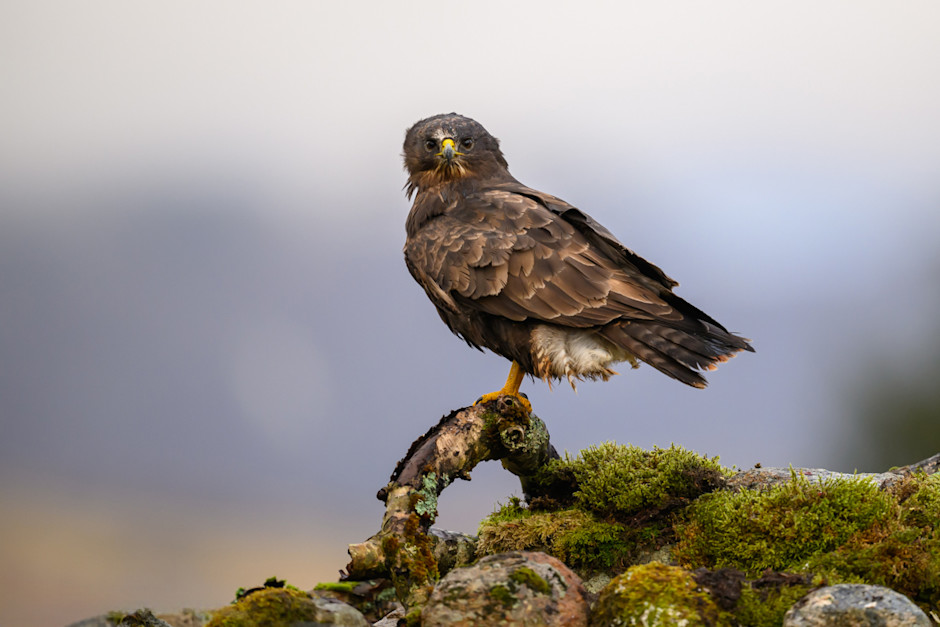 Common buzzard resting on the stone wall - Filip Blaauw Photography