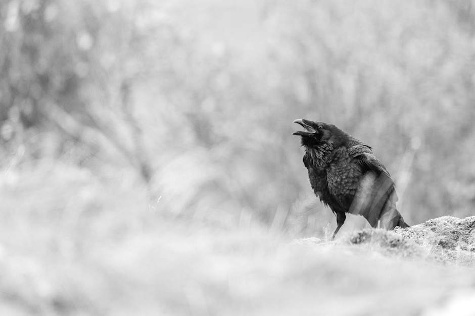Raven calling out - Filip Blaauw Photography