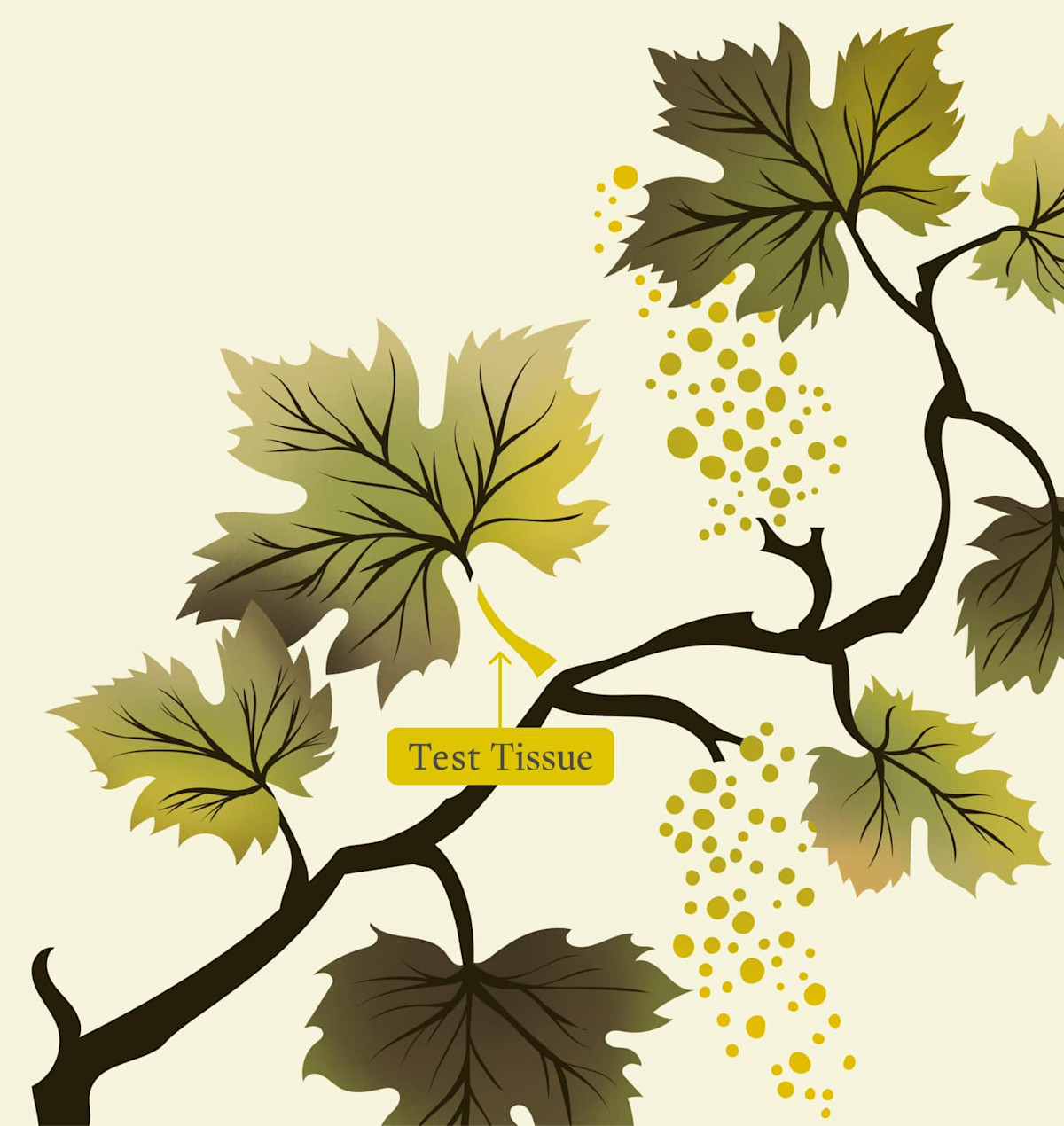 The Science Behind Nurturing Our Grapevines