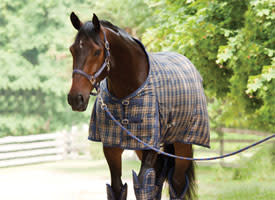 10 Tips for Picture-Perfect Pony Portraits | SmartPak Blog