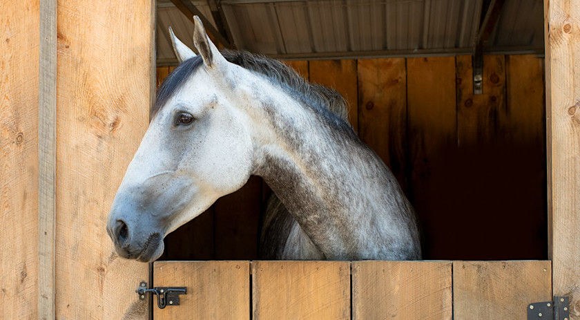 SmartPak Equine: Horse Supplements, Tack and Supplies