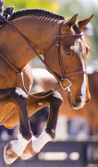 SmartPak Equine: Horse Supplements, Tack and Supplies