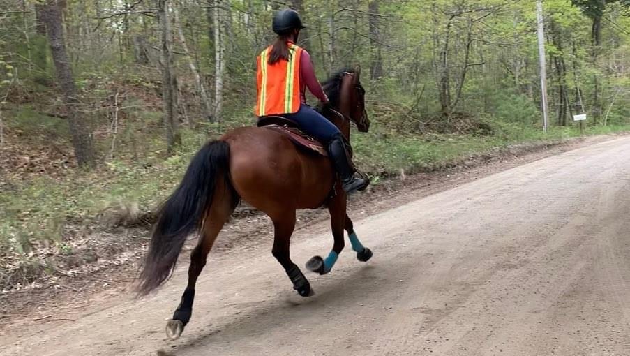 Training the Untrainable: Isadore’s Journey | SmartPak Blog