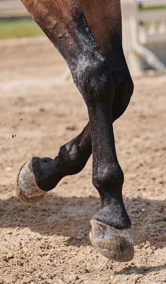 SmartPak Equine: Horse Supplements, Tack and Supplies