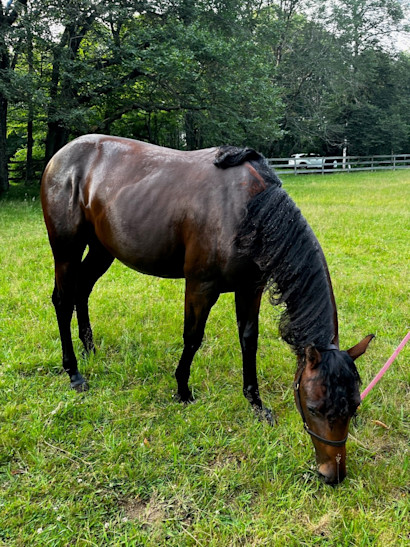 Baby's First Bath: Introducing Your Young Horse to Bath Time