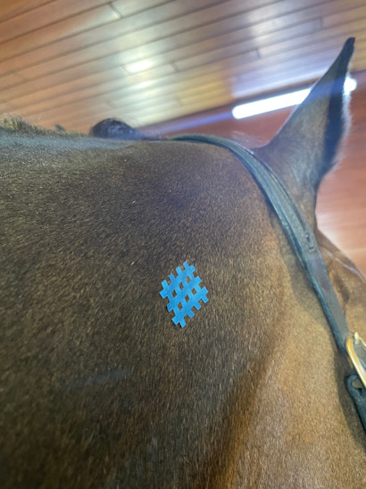 Therapeutic Equine Kinesiology Tape – SmartPak Equine