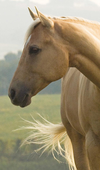 SmartPak Equine: Horse Supplements, Tack and Supplies