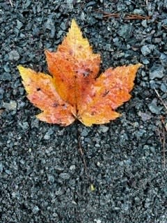 Fall Leaves, Falling Dangers