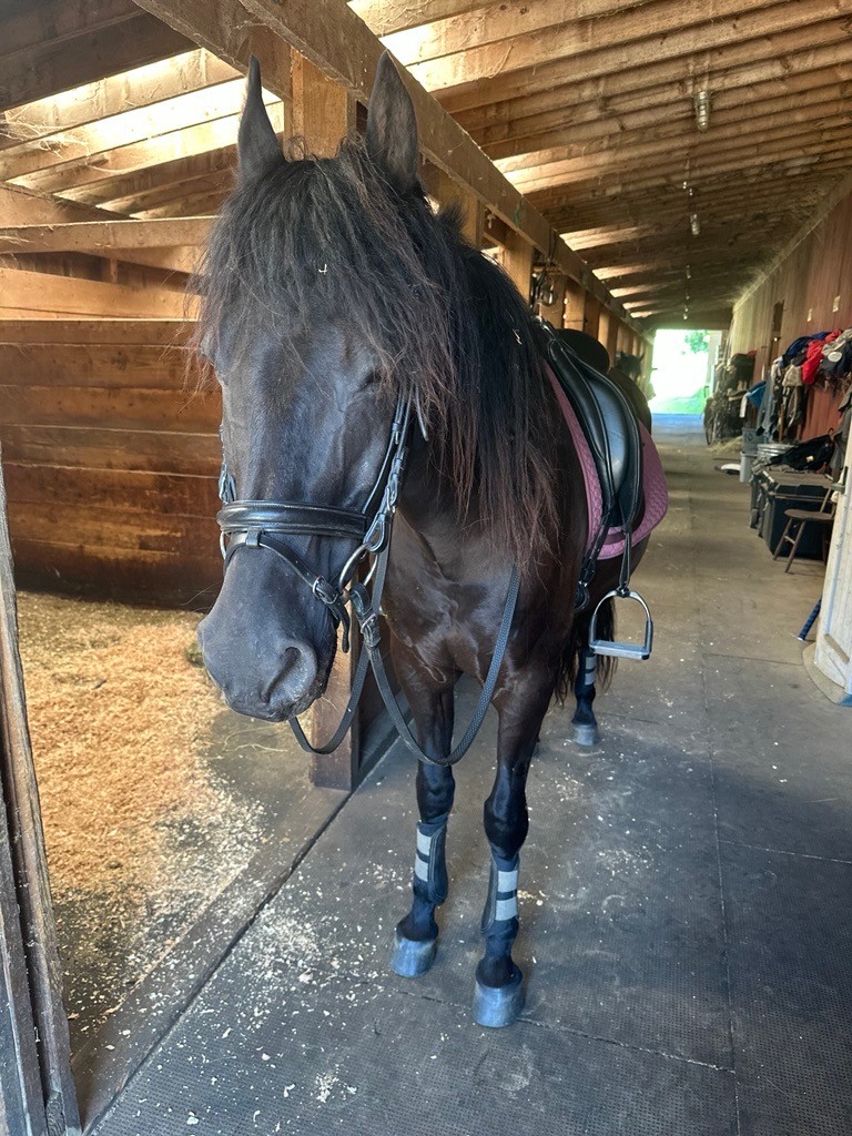 SmartEquine Supplement Review: SmartStride Senior for my striding senior horse