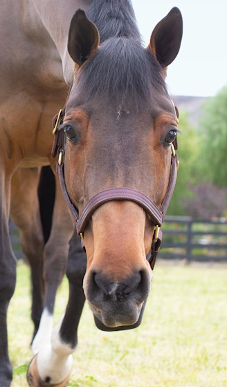 SmartPak Equine: Horse Supplements, Tack and Supplies