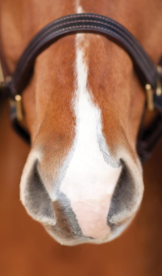 SmartPak Equine: Horse Supplements, Tack and Supplies