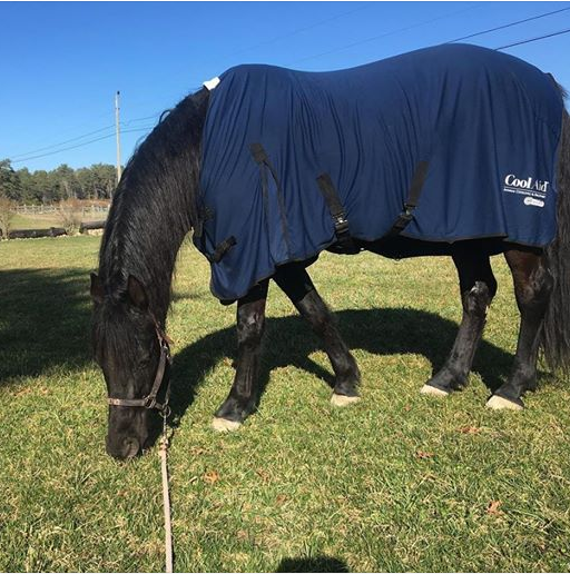 How I Knew Nemo Needed Shoes | SmartPak Blog