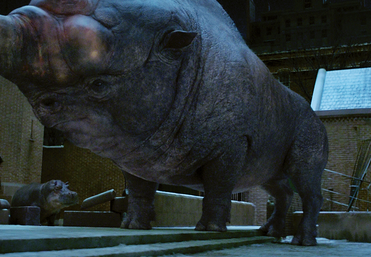 Erumpent | Official Harry Potter Encyclopedia