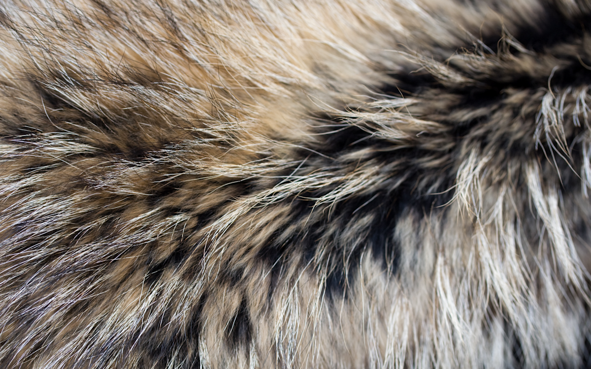 Harry Potter | Hufflepuff - Learn about the Hogwarts House | Wizarding ...