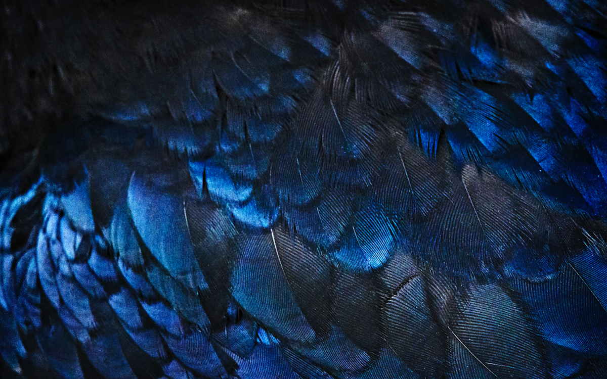 Harry Potter | Ravenclaw - Learn about the Hogwarts House | Wizarding World