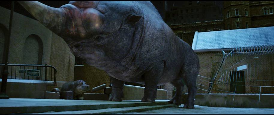 Erumpent Harry Potter