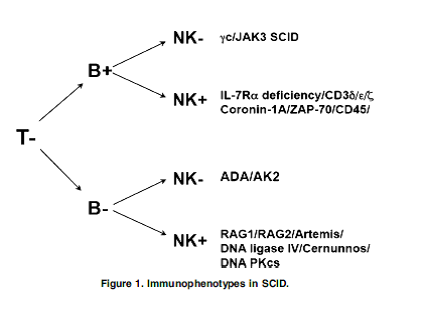 Severe Combined Immunodeficiency (SCID)