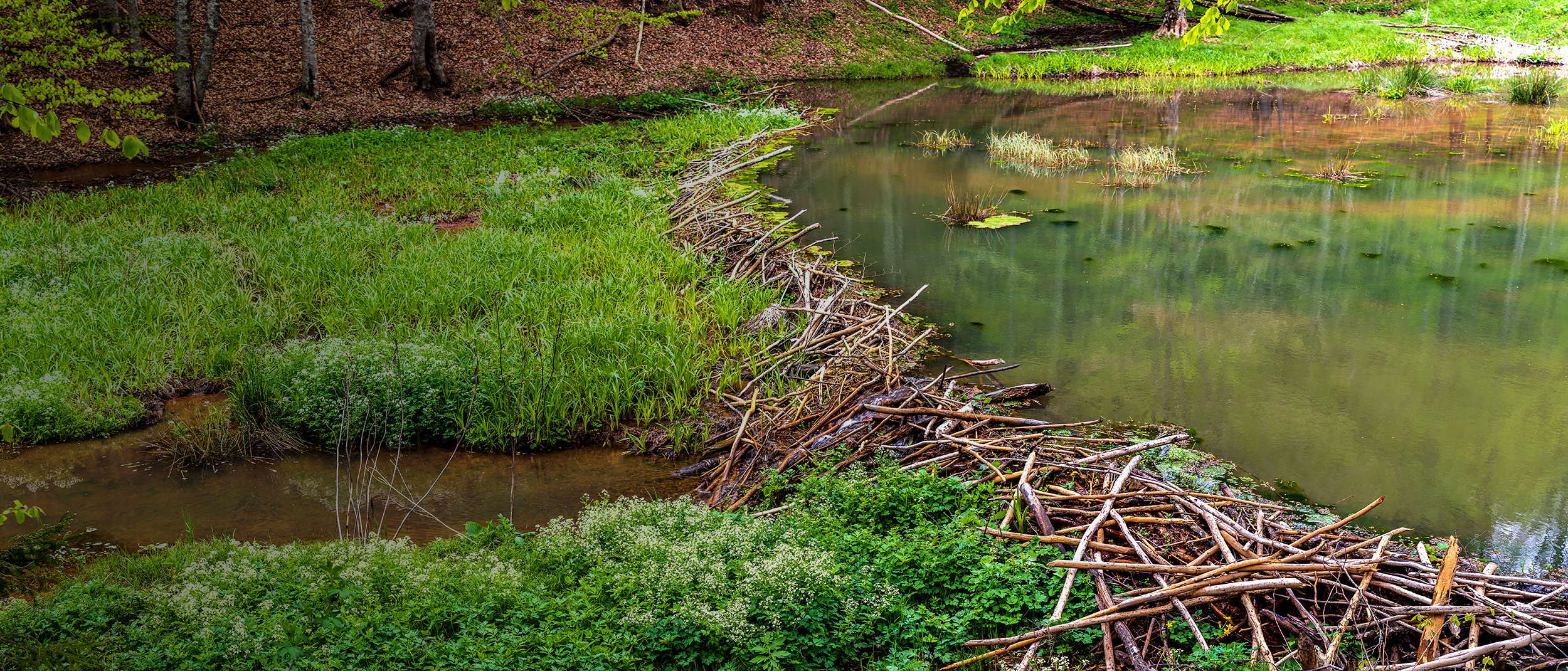 Reintroducing the British beaver | Ecotalk