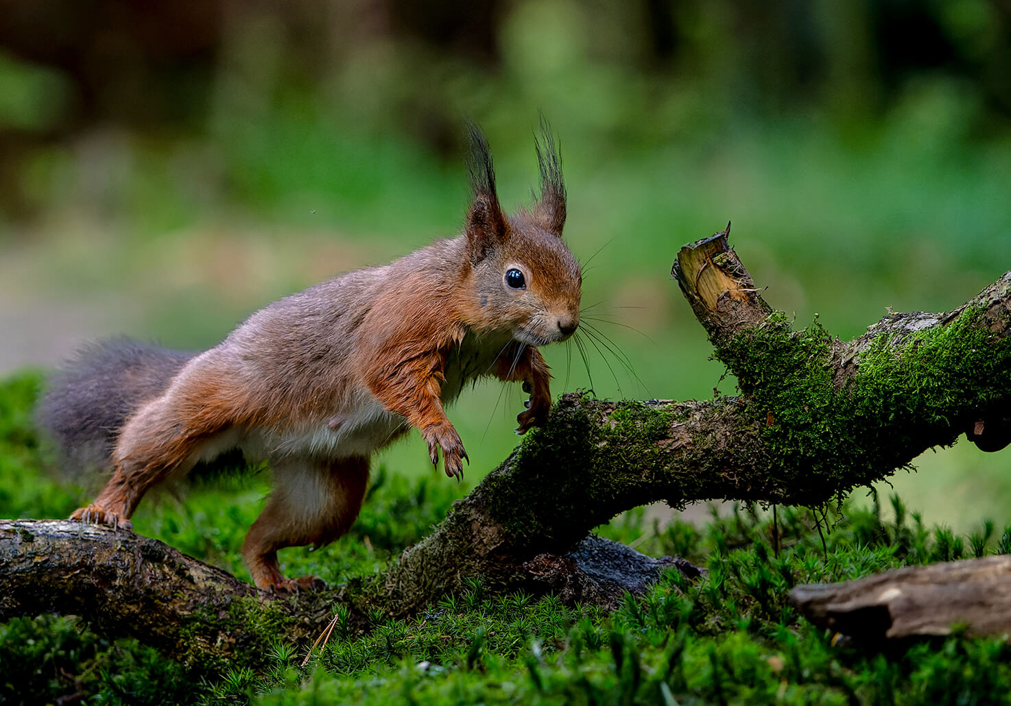 Let's bring back the red squirrel | Ecotalk