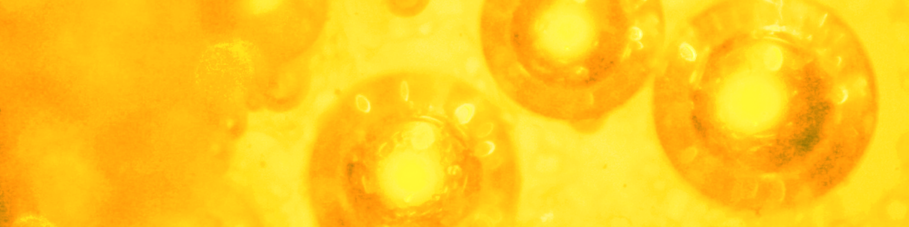 Understanding What Happens During Ovulation