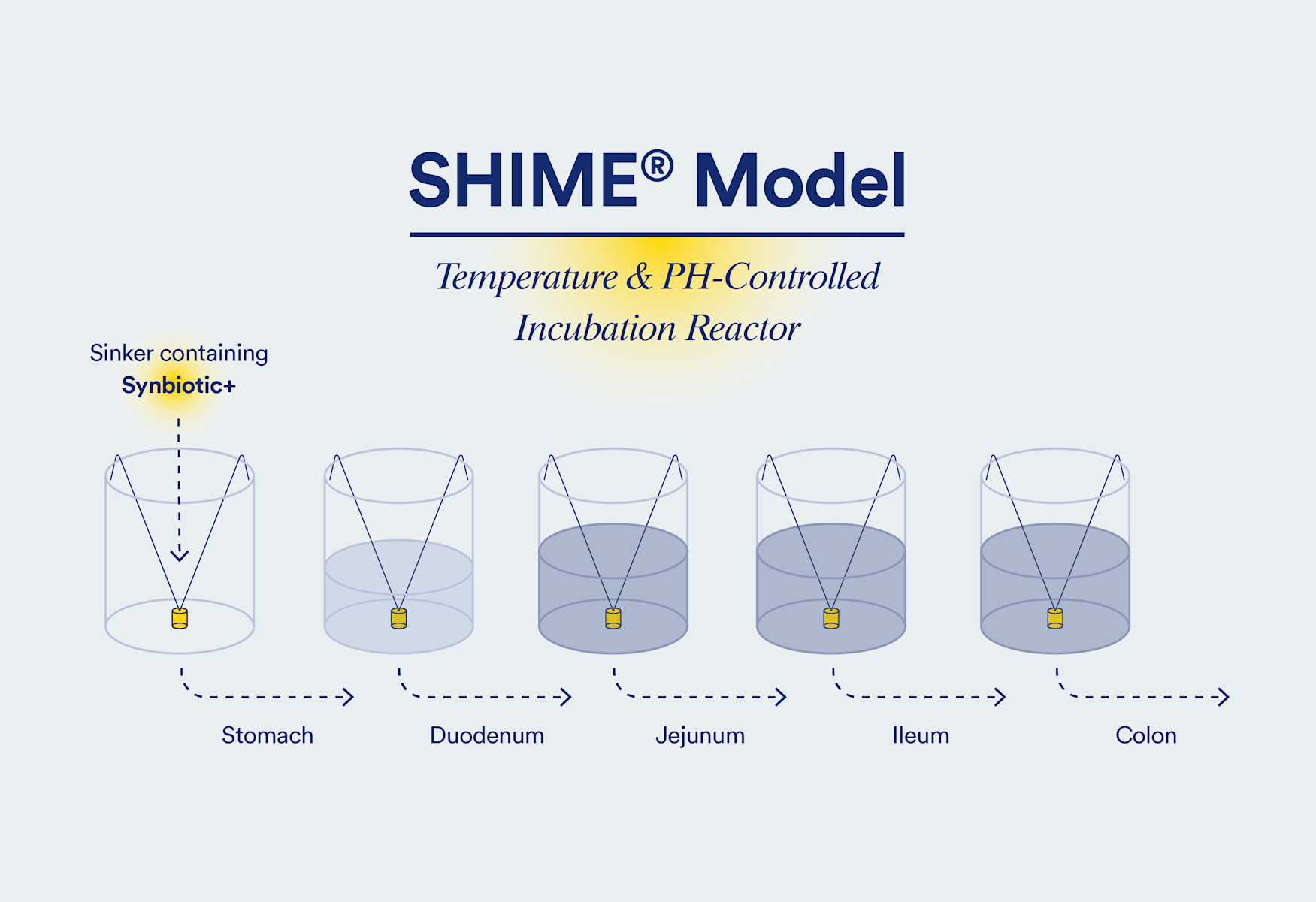 All About Ritual's In-Vitro Gut Model Study with SHIME®