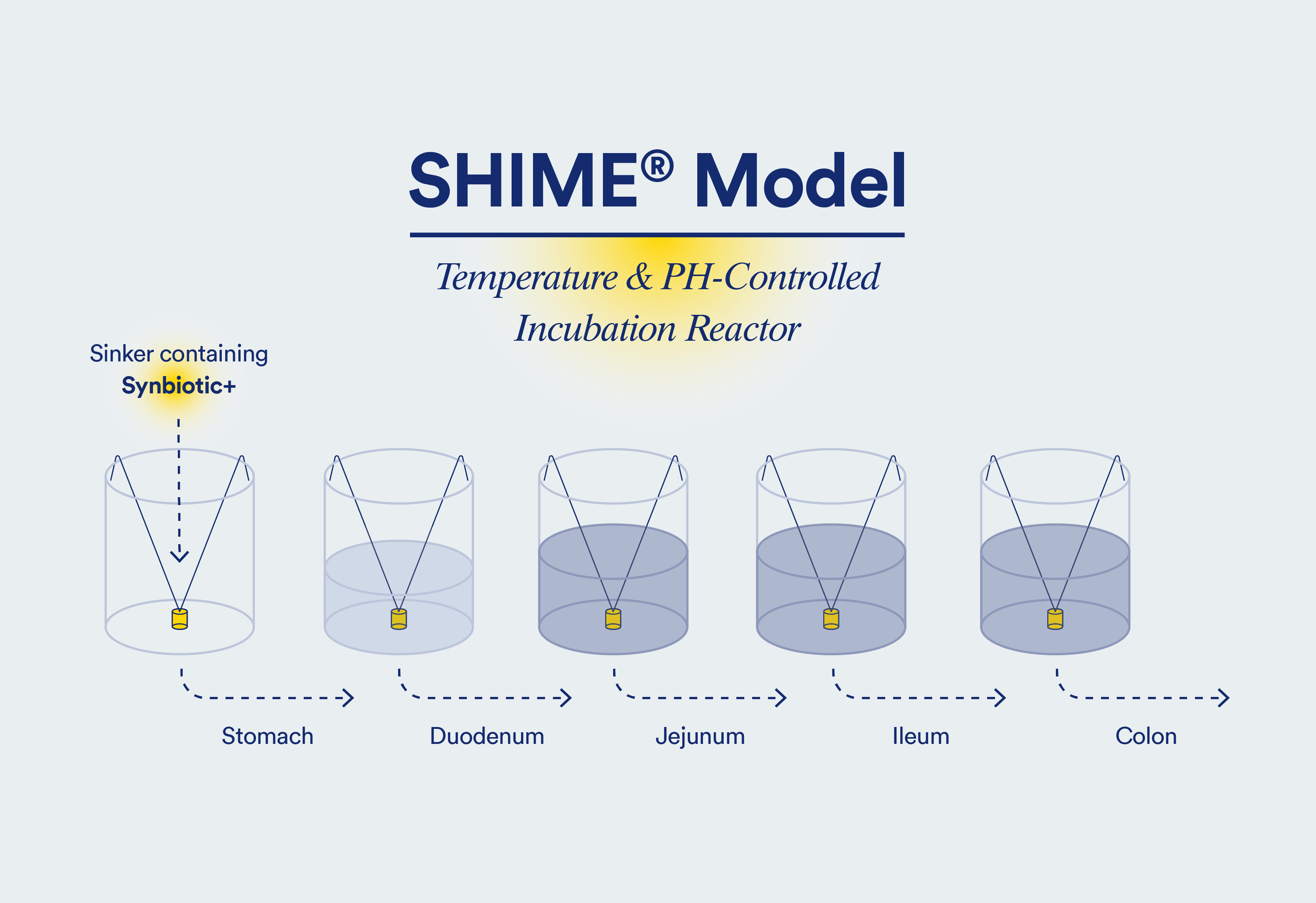 All About Ritual's In-Vitro Gut Model Study with SHIME®