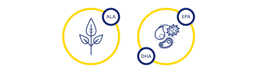 The 3 Types of Omega-3’s—And Why They Matter