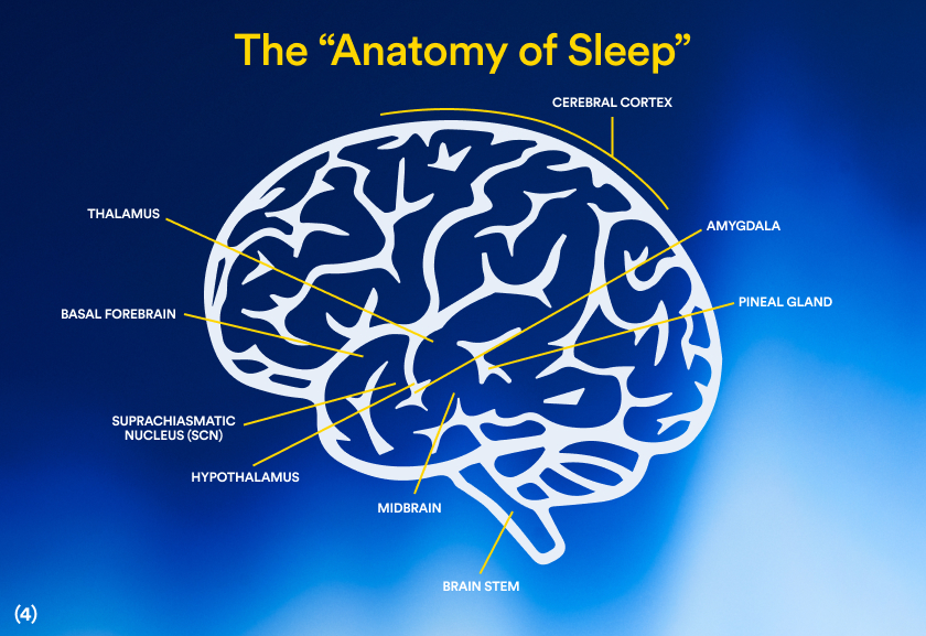 The Science of Sleep: Understanding How Sleep Works