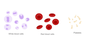 How To Increase Red Blood Cell Count How To Increase Red Blood Cell Count