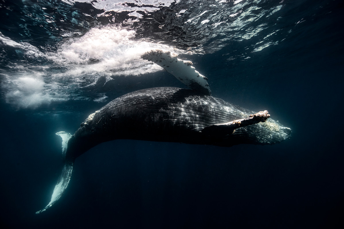 High Seas Treaty Officially Adopted — Next Stop: Ratification