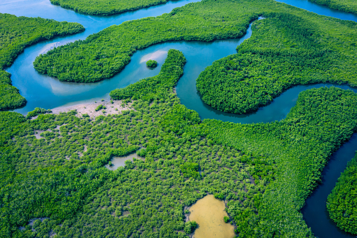 Why we should plant ocean trees to reverse climate change