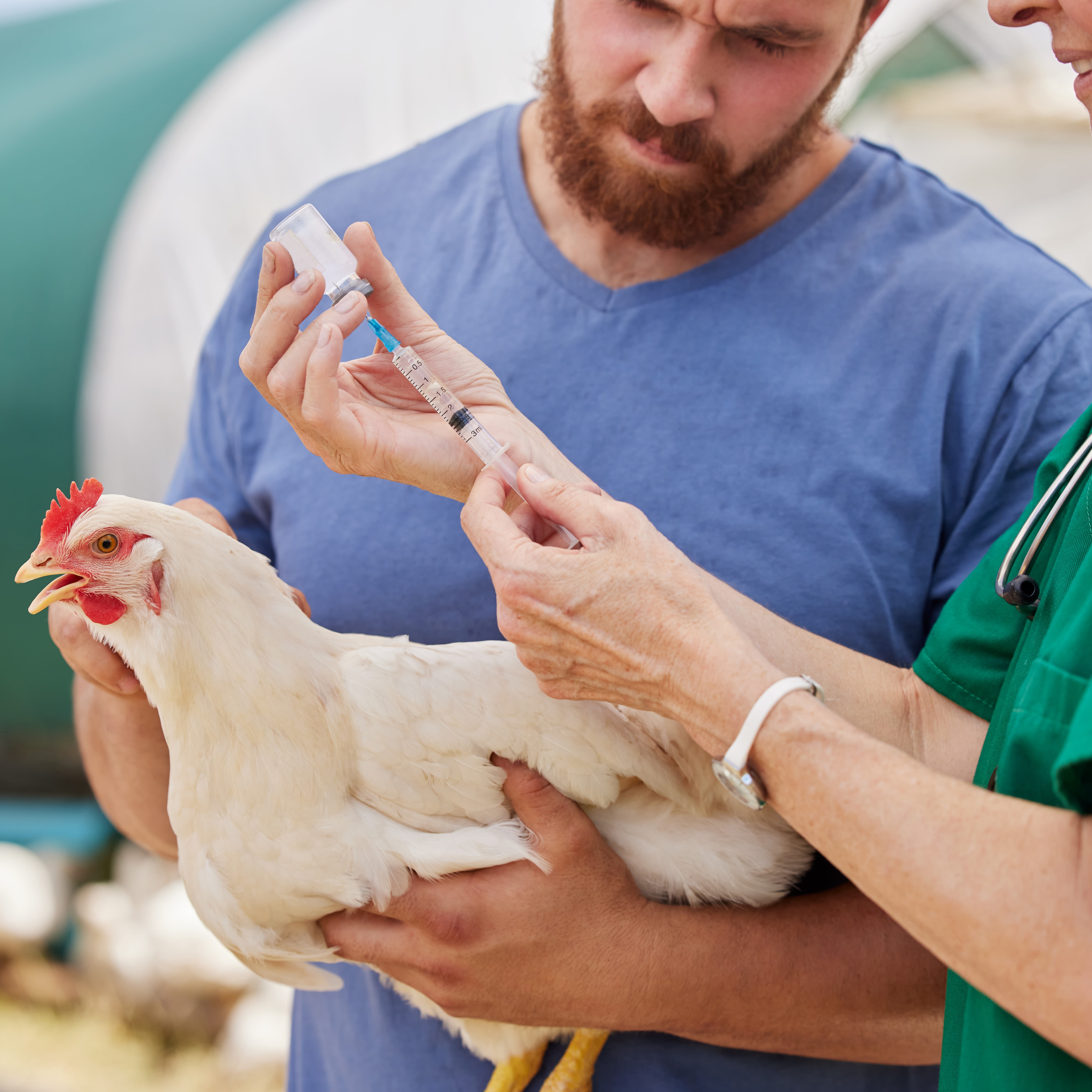La vaccination et la vermifugation des poules - Aveve