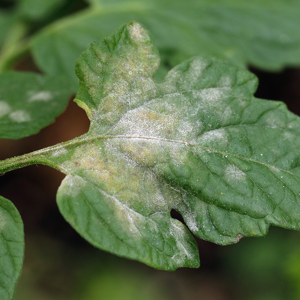 Tomatenplagen en -ziektes herkennen en bestrijden: je gids - hero