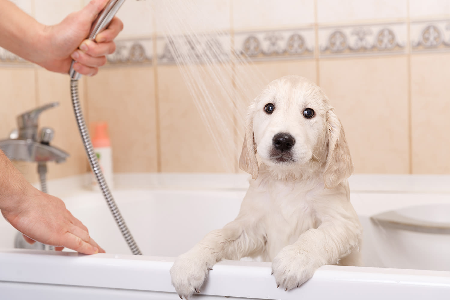 Vachtverzorging bij je hond: kammen, wassen & knippen - Aveve