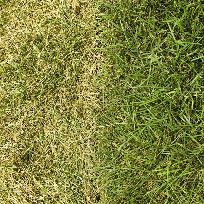 Gras zaaien: het volledige abc van een stralend gazon - Aveve